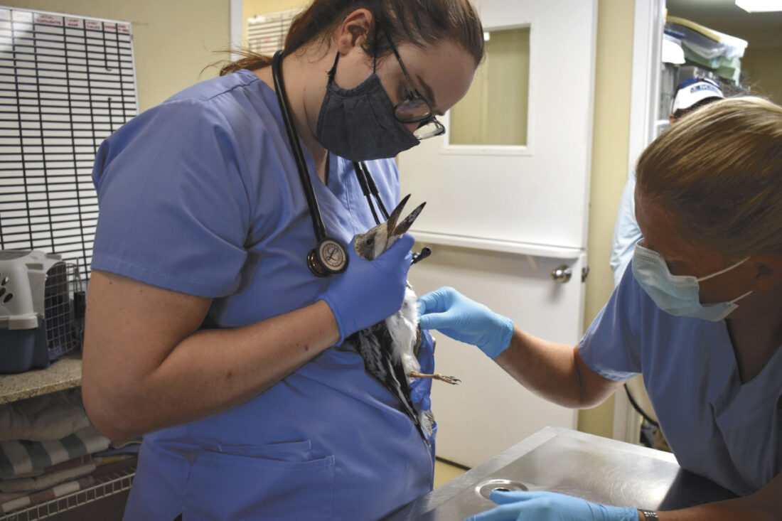 CROW treats Fort Myers Beach black skimmer nestlings | The definitive ...